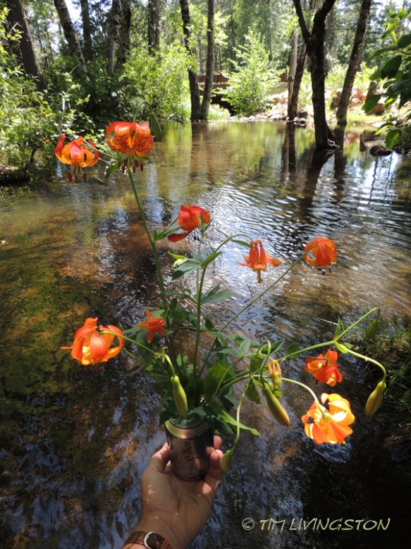 Tiger Lily | THE FORESTER ARTIST