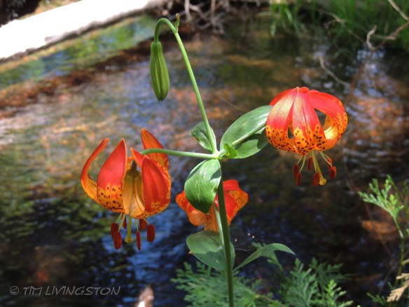 Tiger Lily | THE FORESTER ARTIST