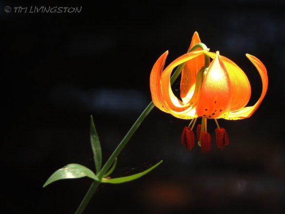Tiger Lily | THE FORESTER ARTIST