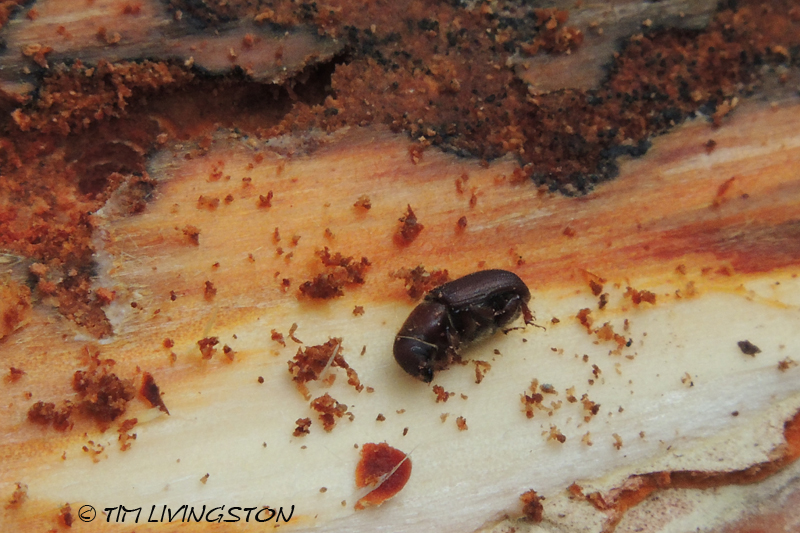 Forestry Friday … Bug Kill! | THE FORESTER ARTIST