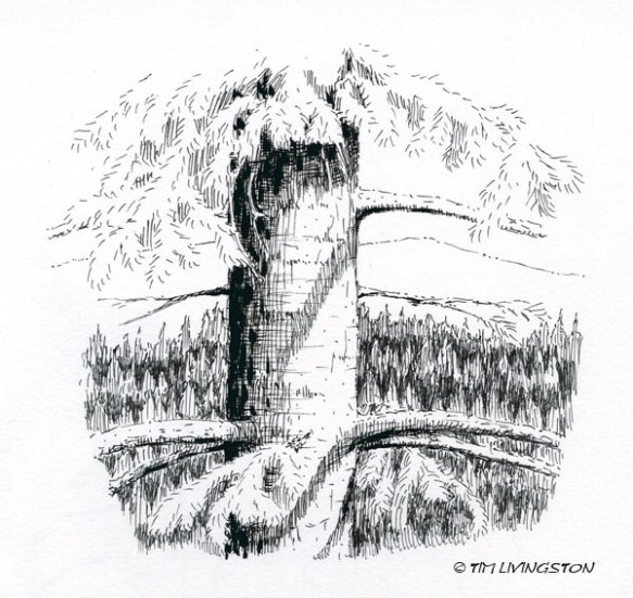 Pen And Ink | THE FORESTER ARTIST