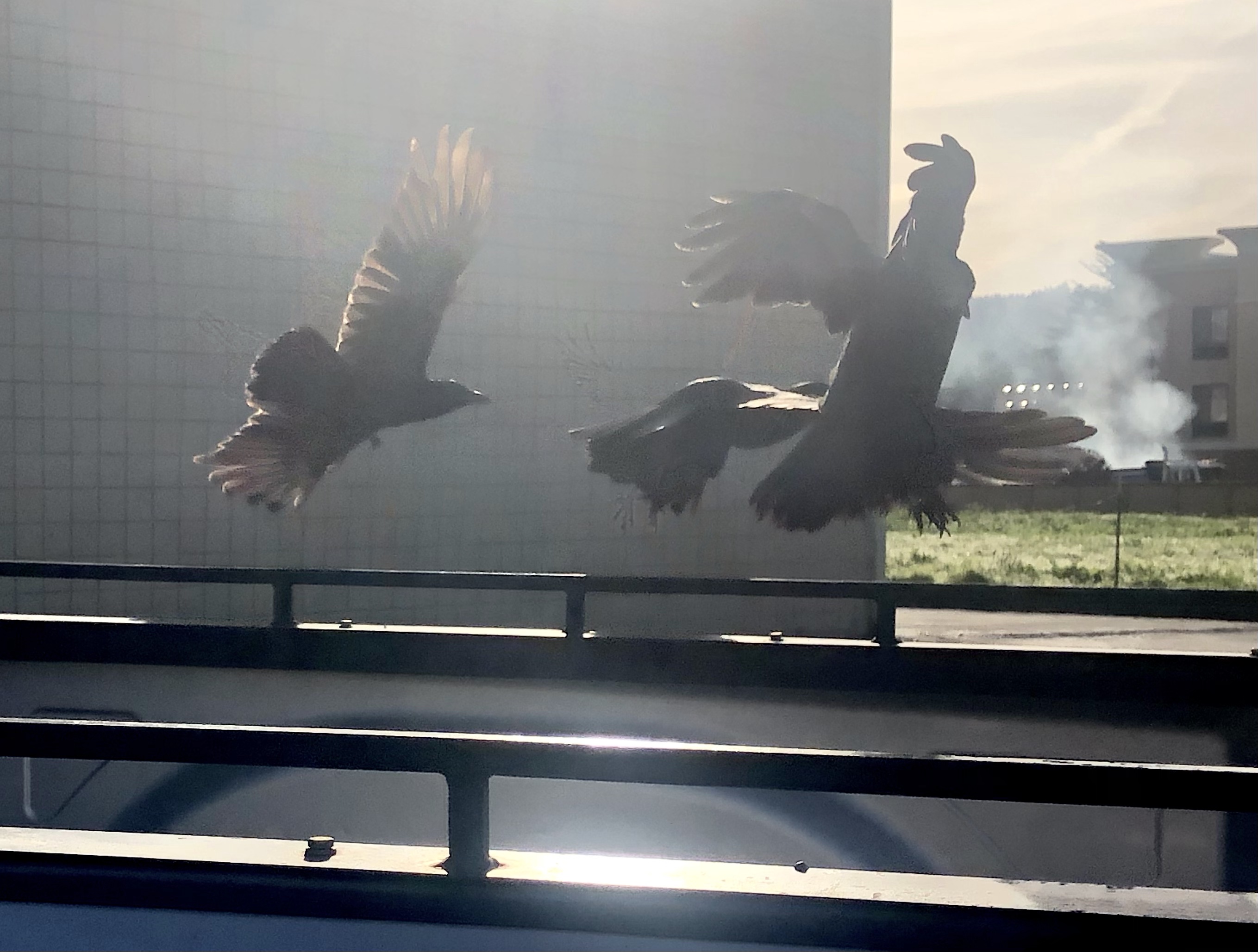 Drawing | THE FORESTER ARTIST