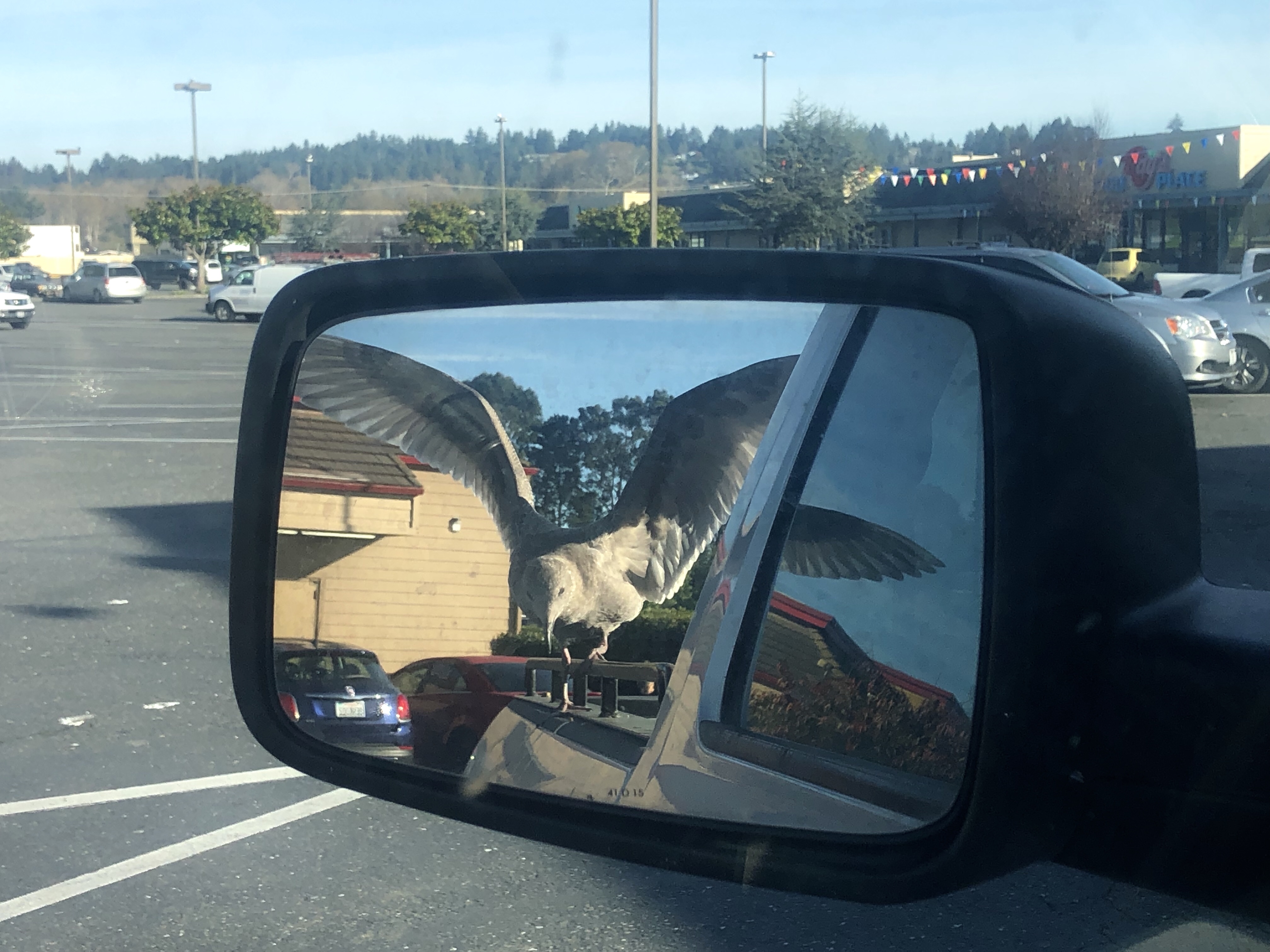 Drawing | THE FORESTER ARTIST