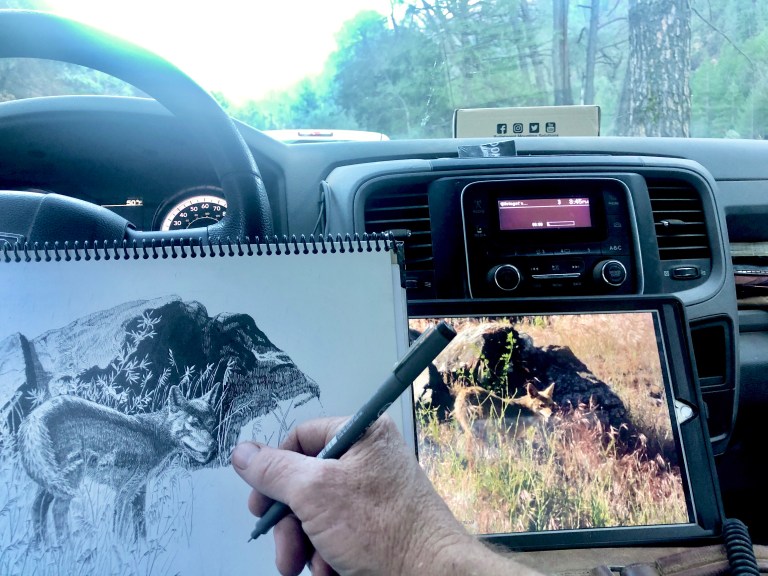 Drawing | THE FORESTER ARTIST