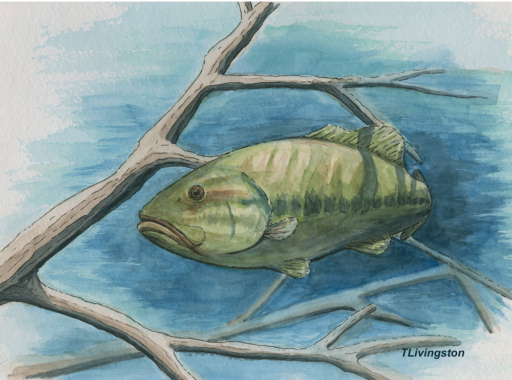 Doing A Little Fishing | THE FORESTER ARTIST