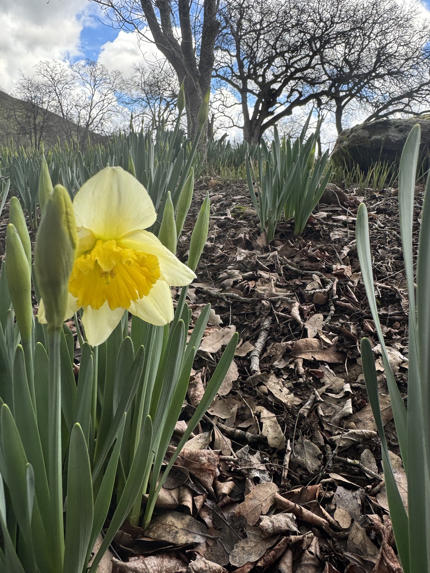 Thinking About Spring | THE FORESTER ARTIST